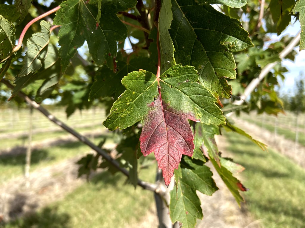 Autumn's Magic - Spring Grove Nursery