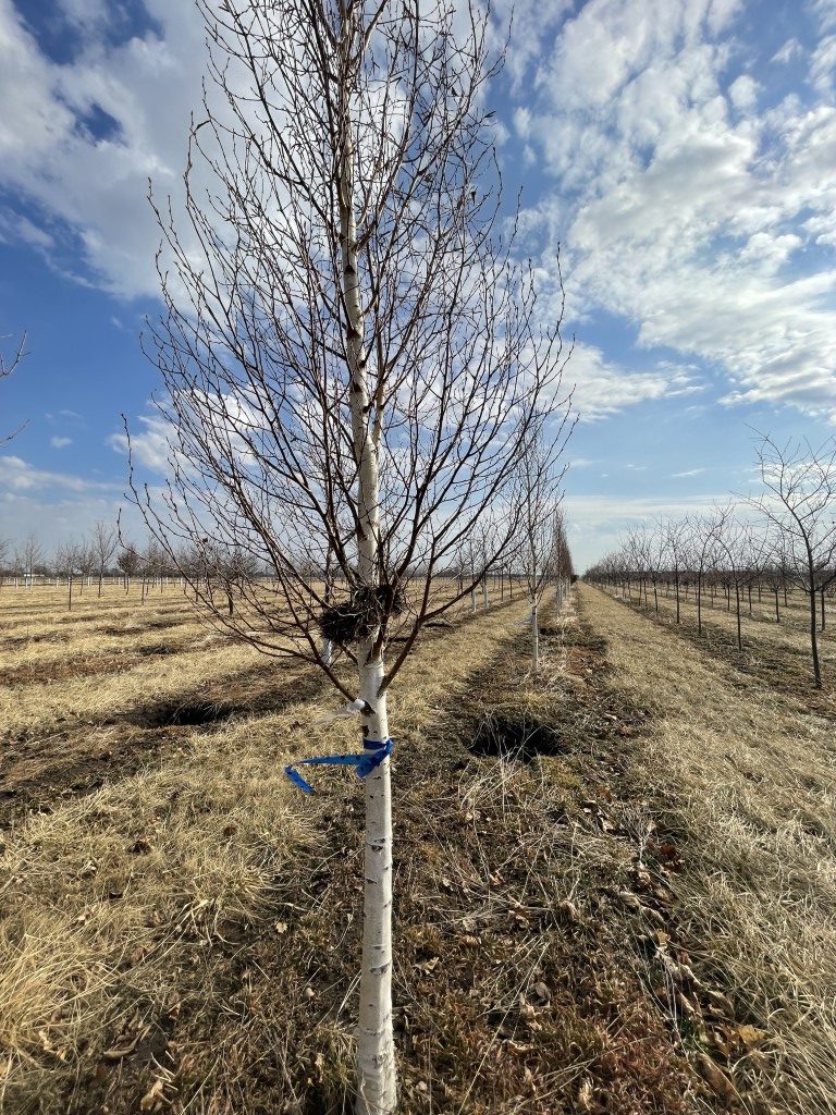 Signs of SPRING!!! - Spring Grove Nursery