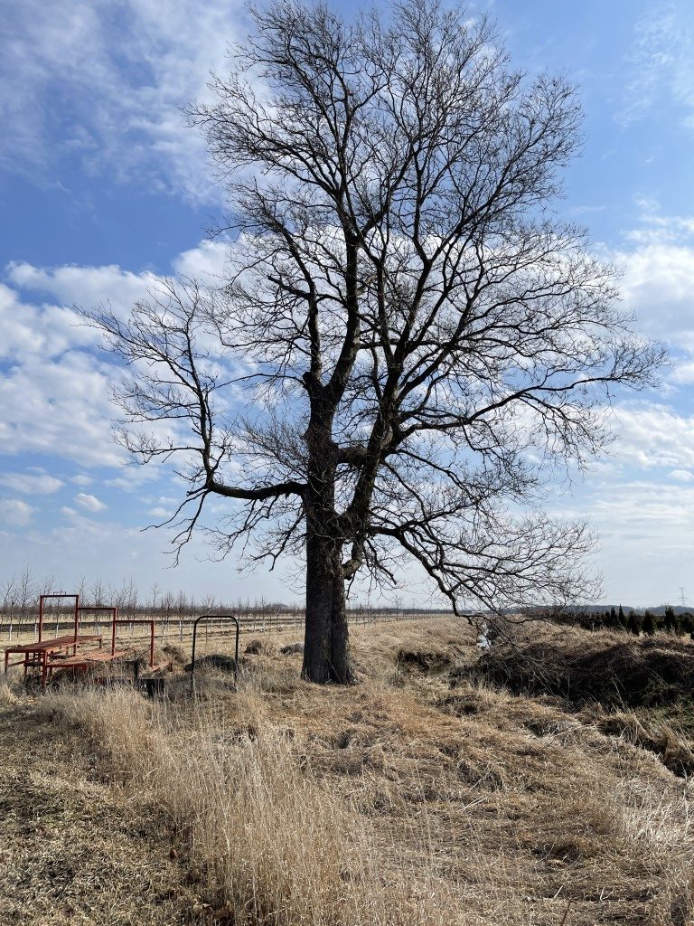Signs of SPRING!!! - Spring Grove Nursery