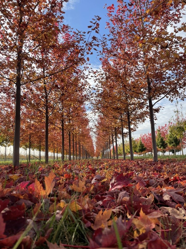 Harvesting Big Autumn Blaze Maples! - Spring Grove Nursery