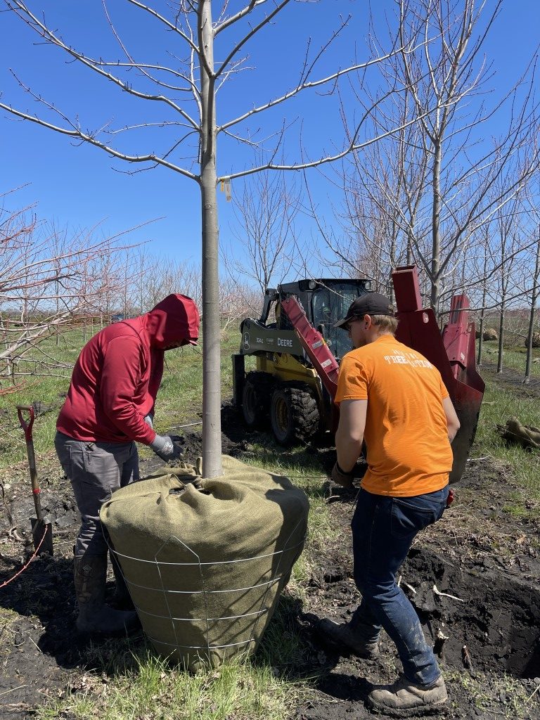 Harvesting Big Autumn Blaze Maples! - Spring Grove Nursery