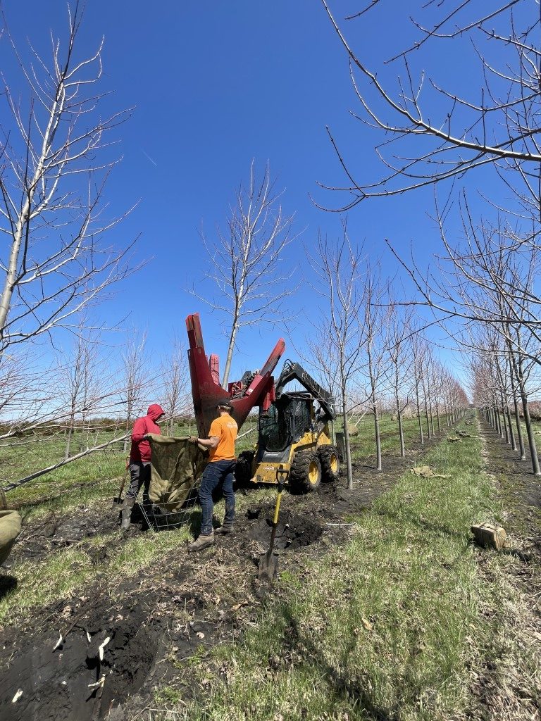 Harvesting Big Autumn Blaze Maples! - Spring Grove Nursery