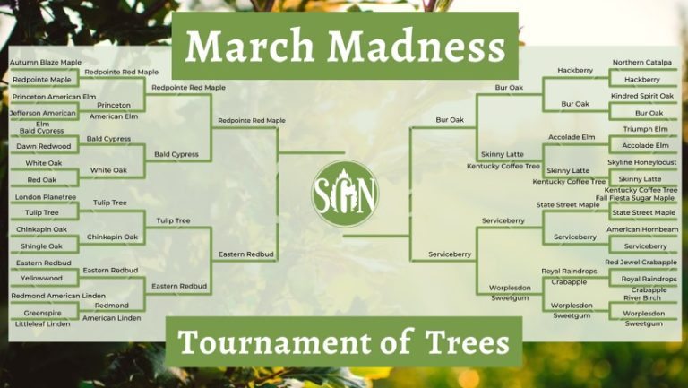 March Madness Tournament of Trees! - Spring Grove Nursery