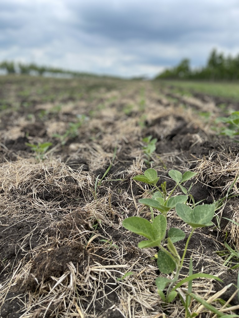 Soaking up Summer at SGN Trees - Spring Grove Nursery