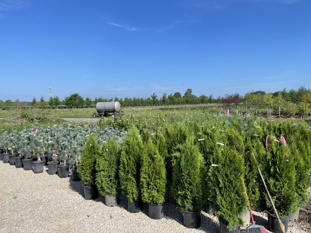 Preorder for Fall Now! - Spring Grove Nursery