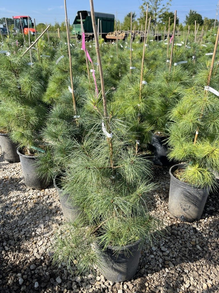 Preorder for Fall Now! - Spring Grove Nursery
