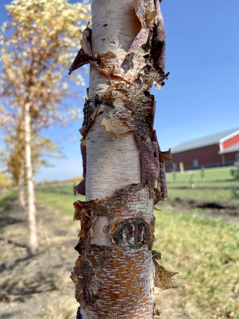 Fall Around the Farm - Spring Grove Nursery