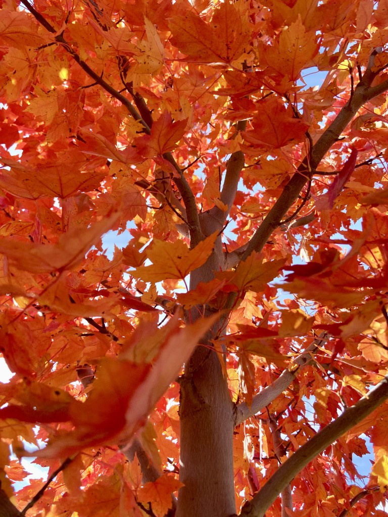 Fall Around the Farm - Spring Grove Nursery