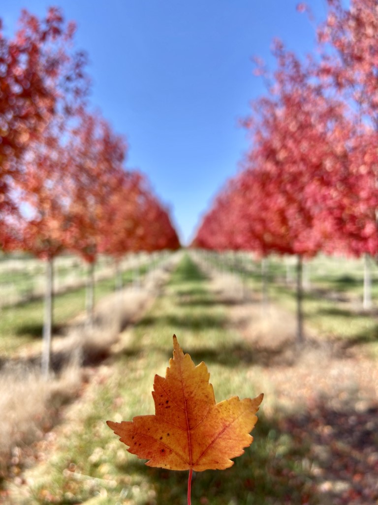 Fall Around the Farm - Spring Grove Nursery