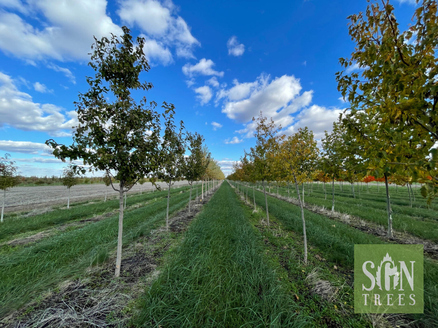 Acer ginnala 'Ruby Slippers' - Spring Grove Nursery