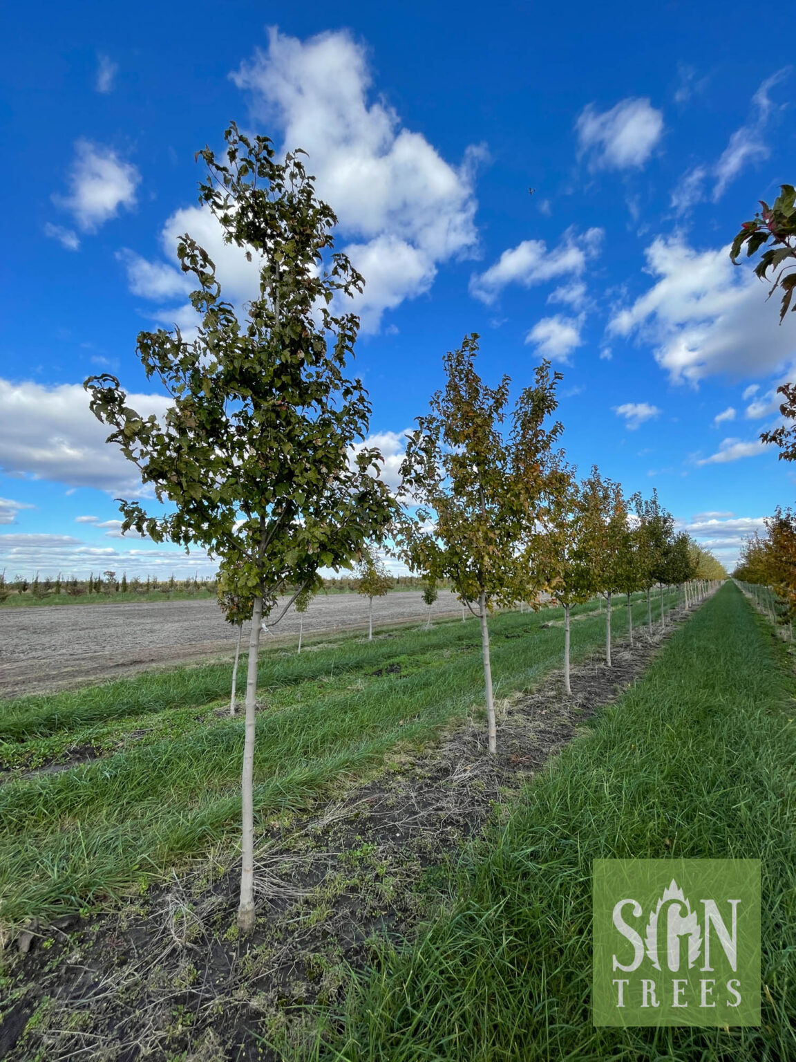 Acer ginnala 'Ruby Slippers' - Spring Grove Nursery