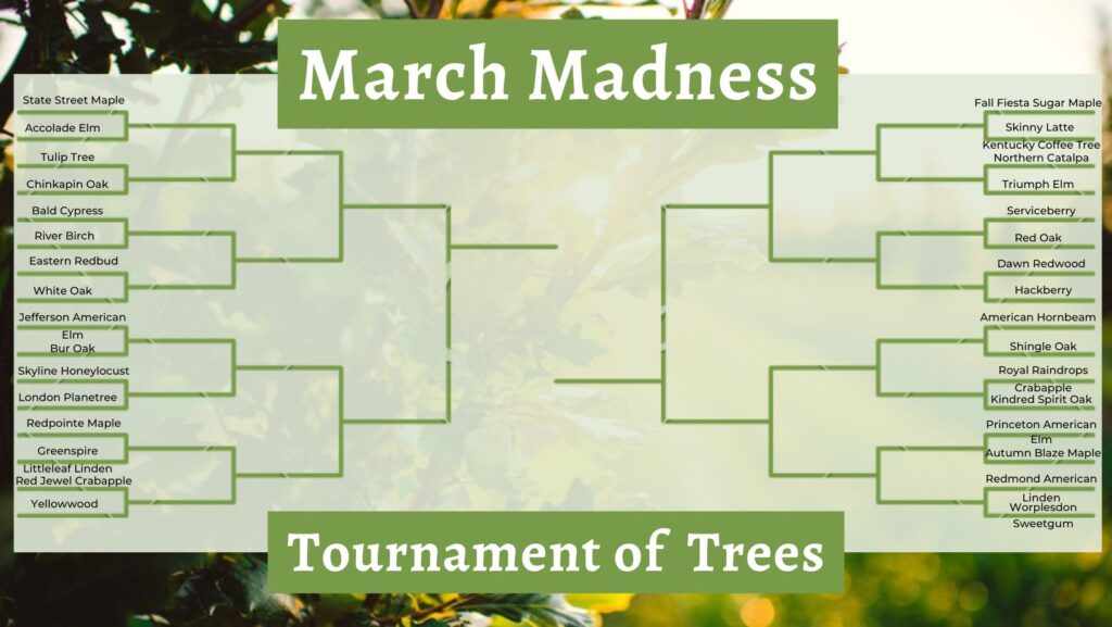 UPDATE 4-5-23 BUR OAK CROWNED CHAMPION in The Tournament of Trees ...