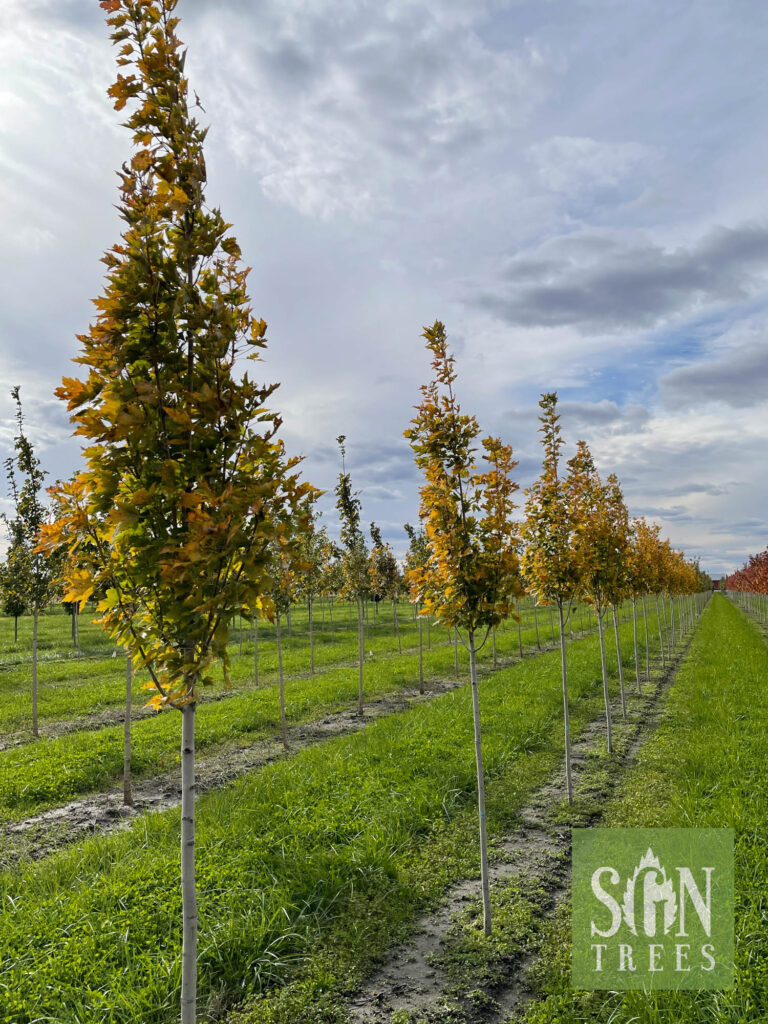 Acer rubrum 'Armstrong Gold' - Spring Grove Nursery