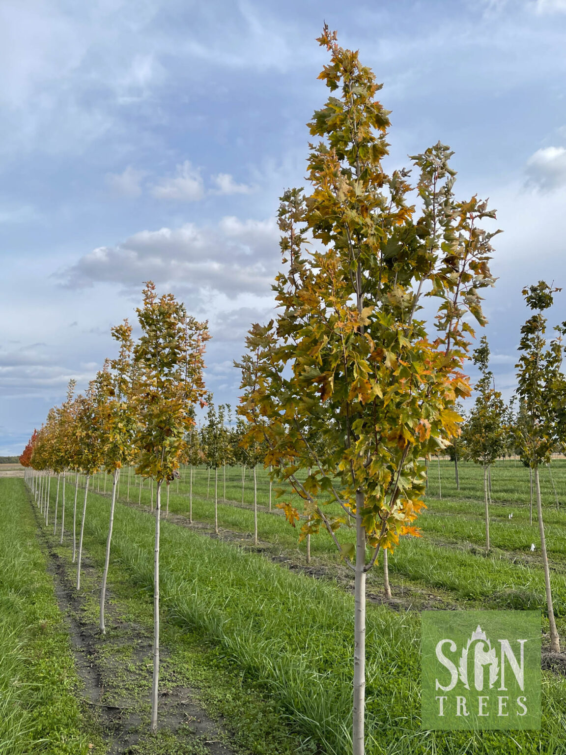 Acer rubrum 'Armstrong Gold' - Spring Grove Nursery