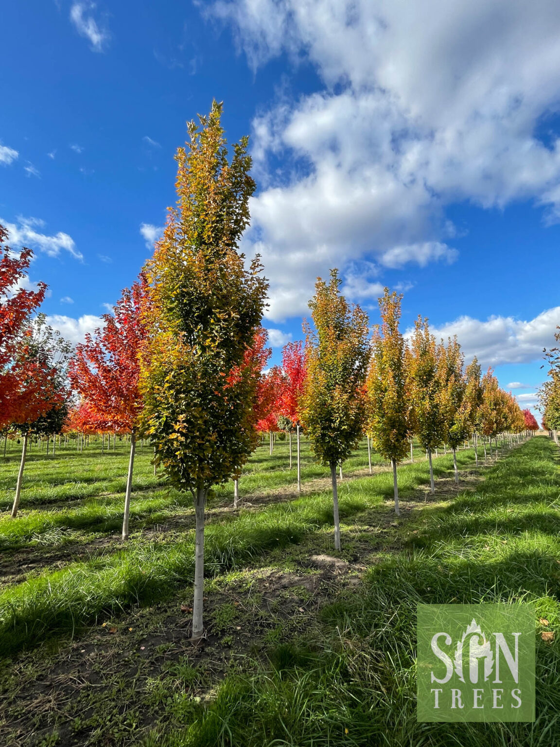 Acer rubrum 'Armstrong Gold' - Spring Grove Nursery