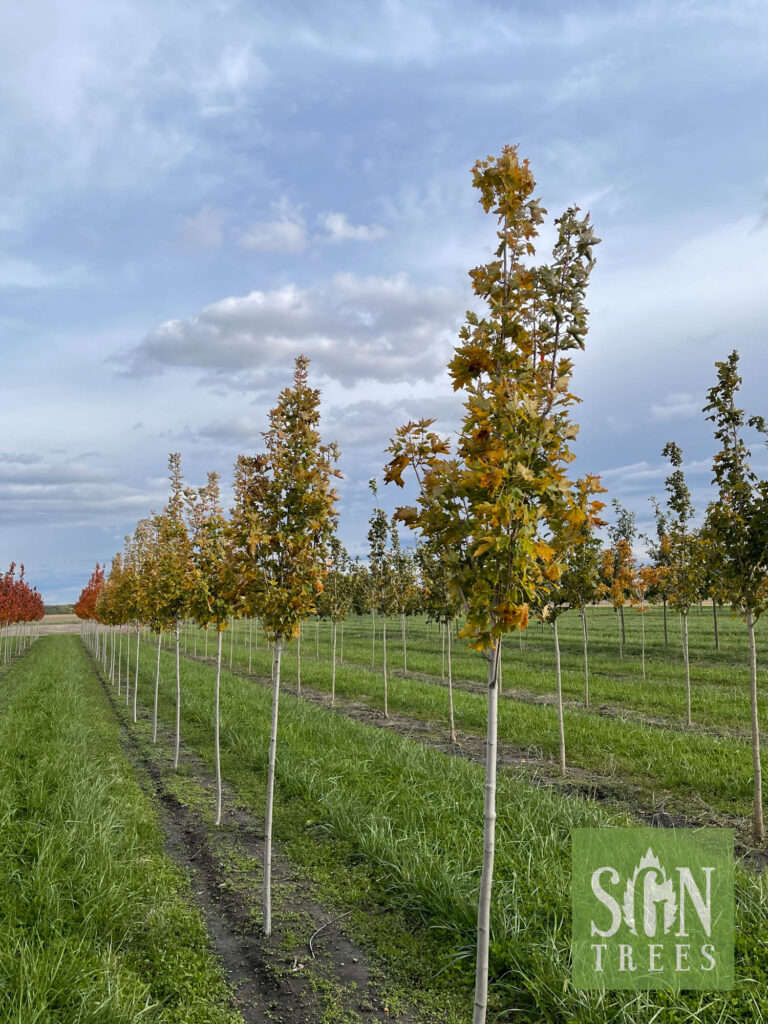 Acer rubrum 'Armstrong Gold' - Spring Grove Nursery