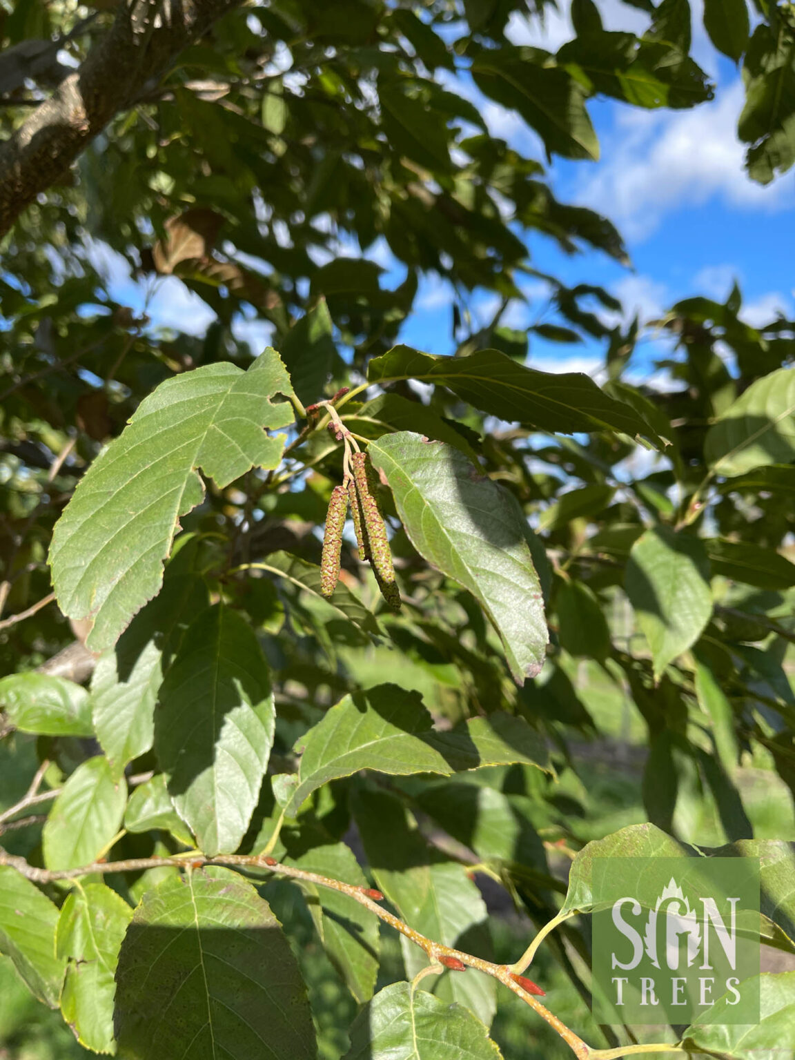 Alnus x spaethii - Spring Grove Nursery