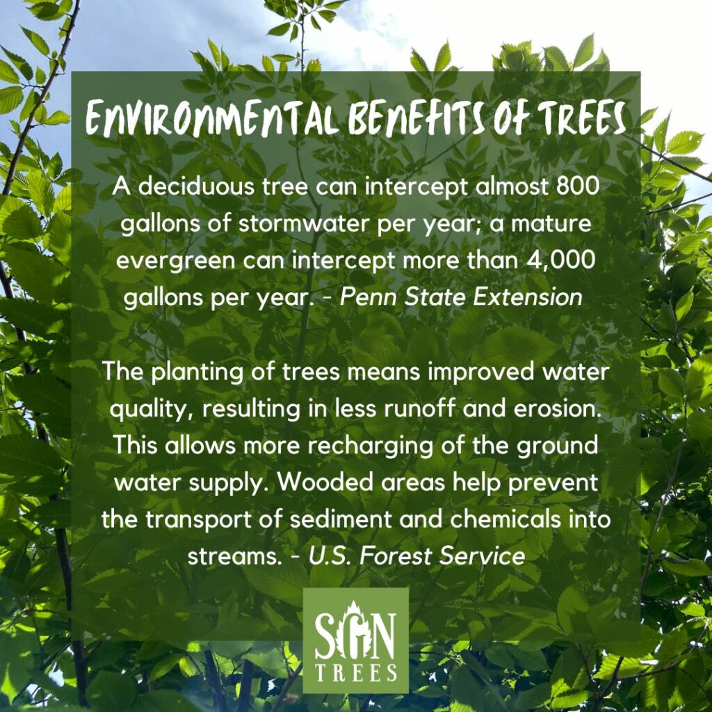The Benefits of Trees - Spring Grove Nursery