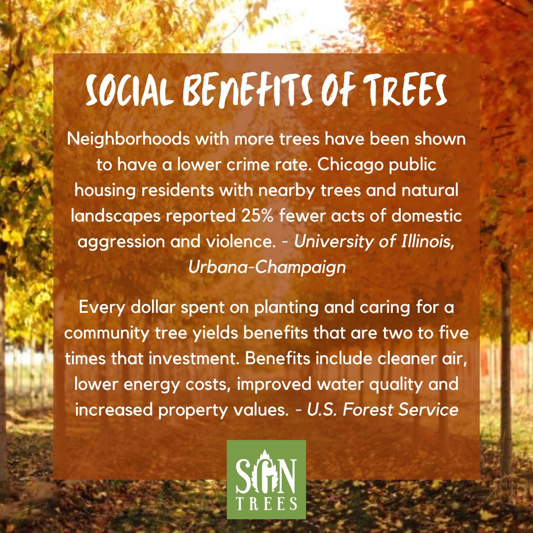 The Benefits of Trees - Spring Grove Nursery