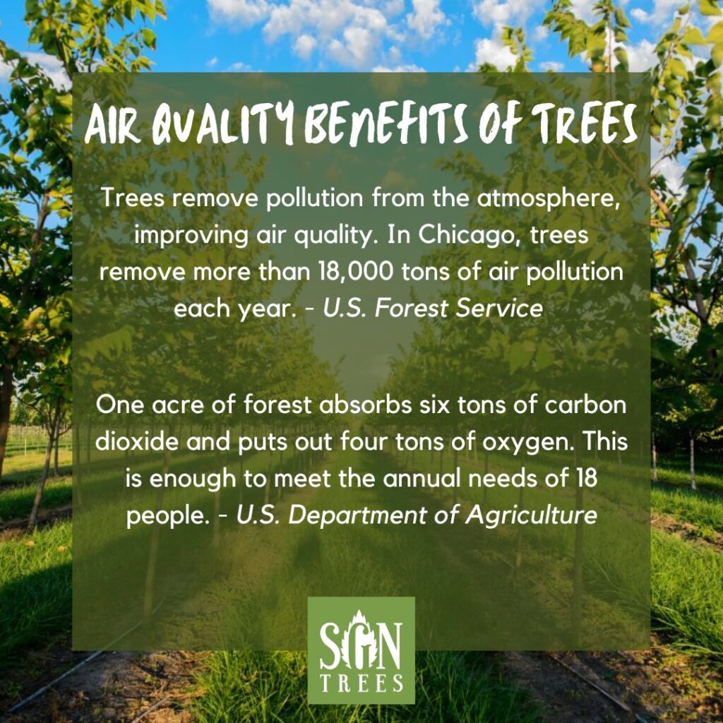 The Benefits of Trees - Spring Grove Nursery