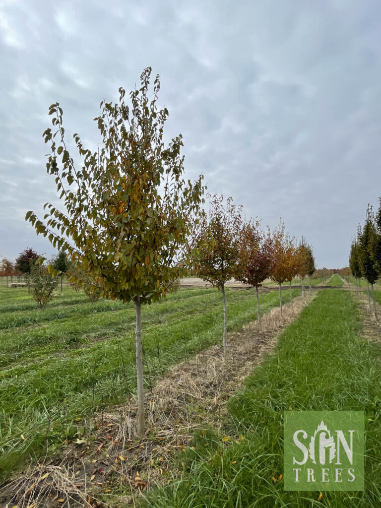 Carpinus caroliniana 'JN Select A' - Spring Grove Nursery