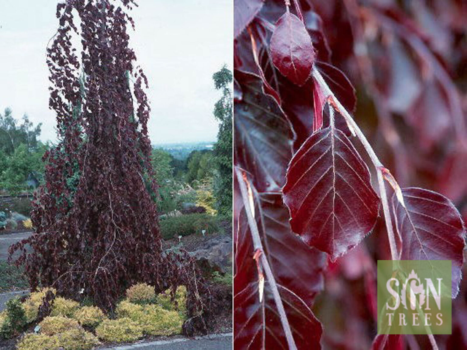 Fagus sylvatica 'Purple Fountain' - Spring Grove Nursery