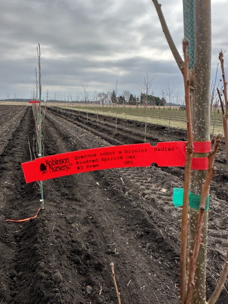 Friday at SGN Trees! - Spring Grove Nursery