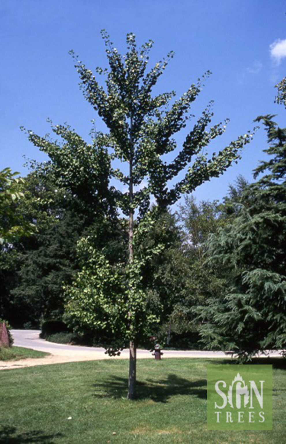 Ginkgo biloba 'Autumn Gold' - Spring Grove Nursery