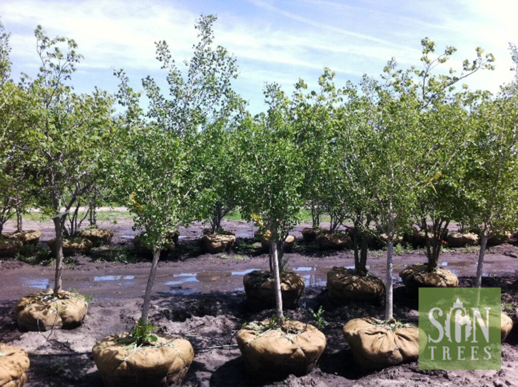 Ginkgo biloba 'Autumn Gold' - Spring Grove Nursery
