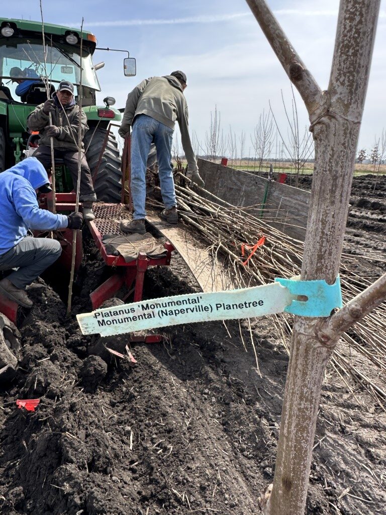 Tree Planting 2023 at SGN Trees - Spring Grove Nursery