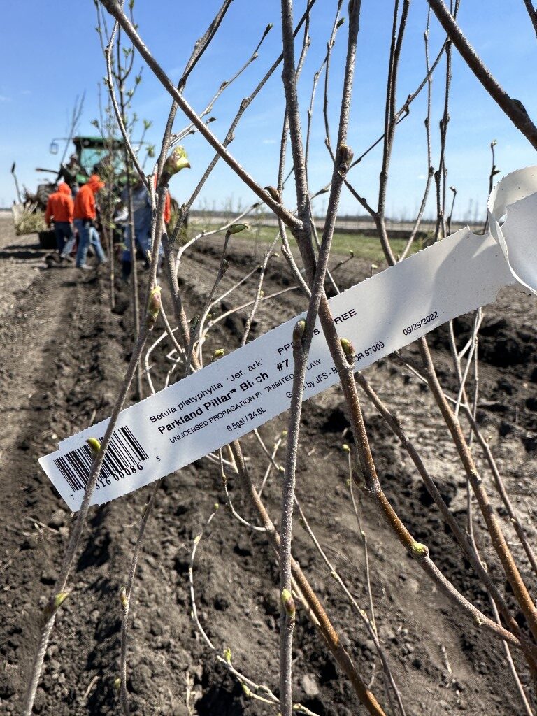 Tree Planting 2023 at SGN Trees - Spring Grove Nursery