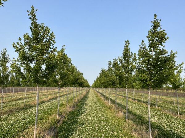 What's Growing in June at the Nursery - Spring Grove Nursery