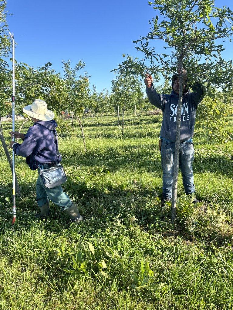 What's Growing in June at the Nursery - Spring Grove Nursery