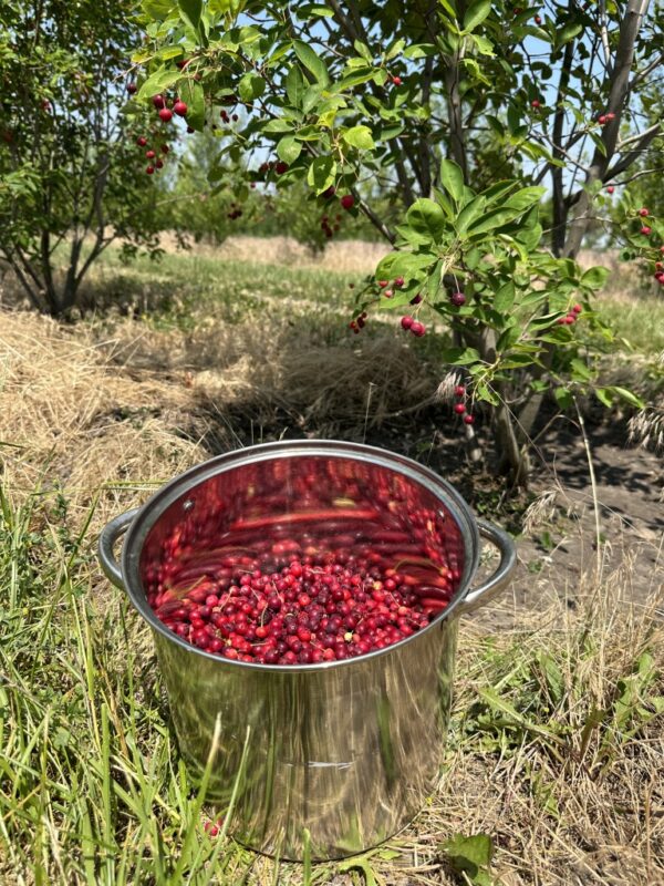 The History of Serviceberry Trees - June Tree of the Month! - Spring ...