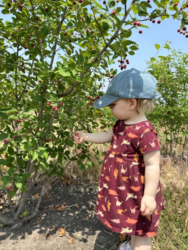 The History of Serviceberry Trees - June Tree of the Month! - Spring ...