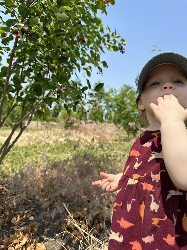 The History of Serviceberry Trees - June Tree of the Month! - Spring ...