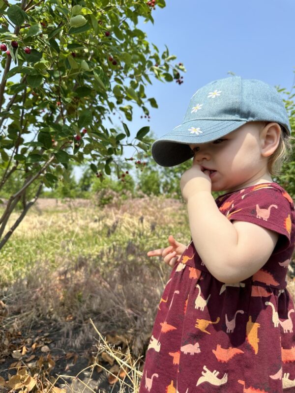 The History of Serviceberry Trees - June Tree of the Month! - Spring ...