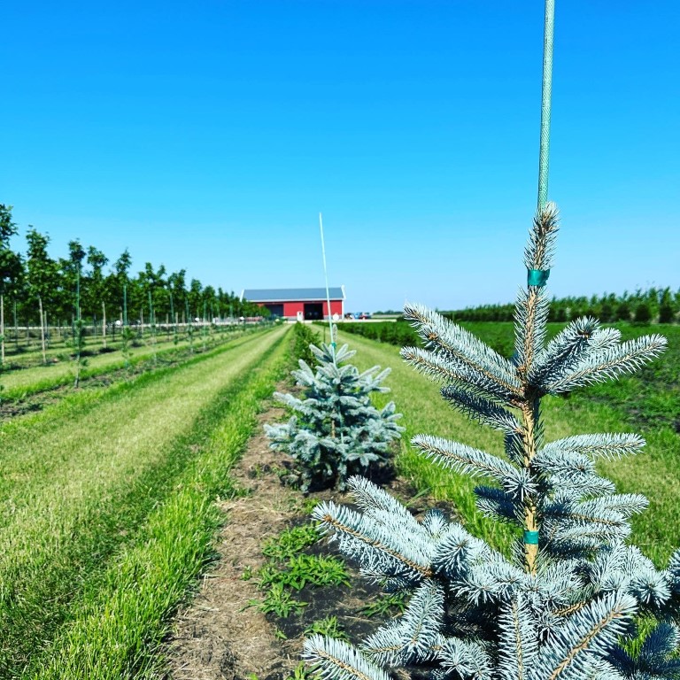 Summertime at SGN Trees - Spring Grove Nursery