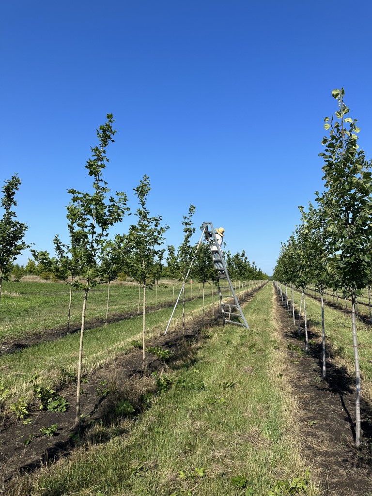 Summertime at SGN Trees - Spring Grove Nursery