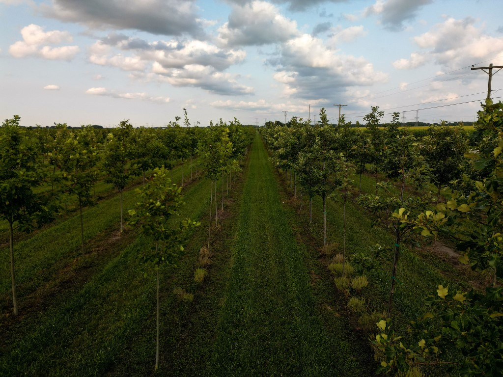 Soaring through Summer - Spring Grove Nursery