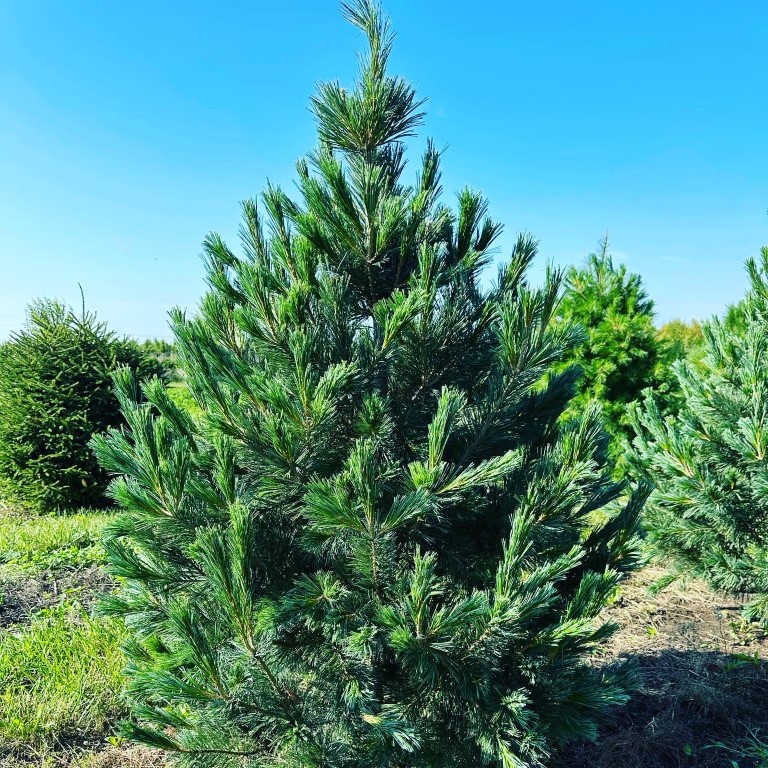 Summertime at SGN Trees - Spring Grove Nursery