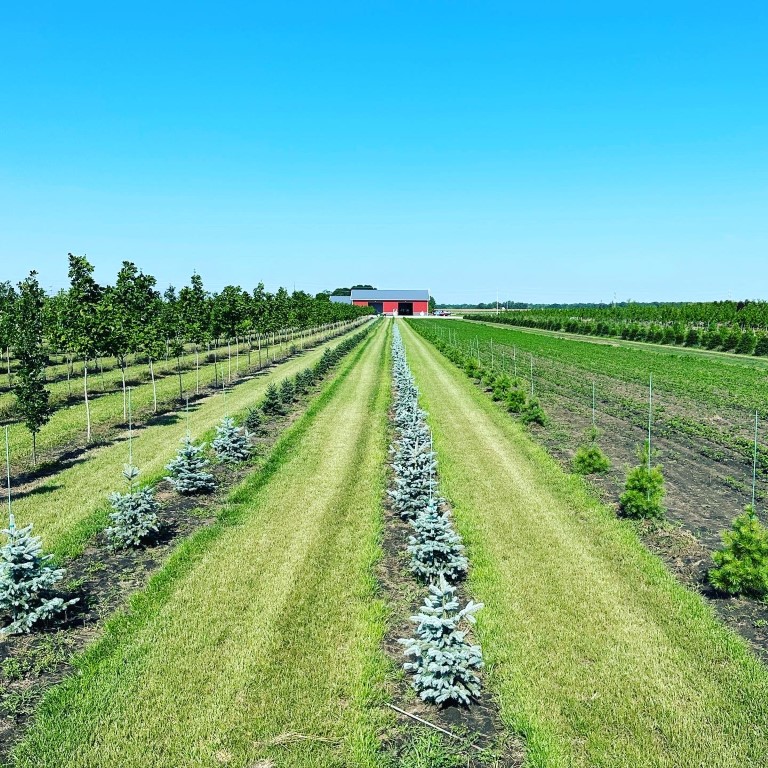 Summertime at SGN Trees - Spring Grove Nursery