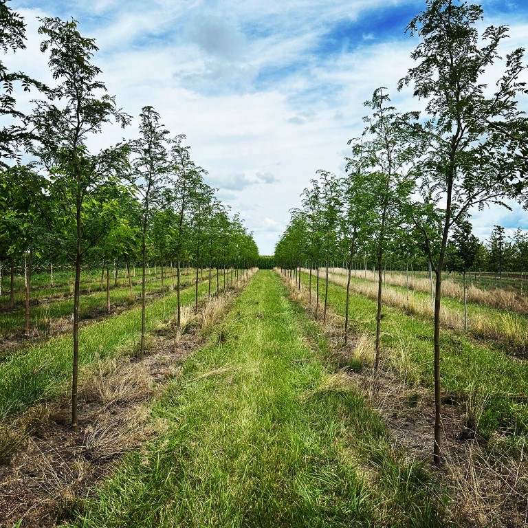 Summertime at SGN Trees - Spring Grove Nursery