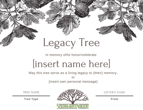 Legacy Tree™ Package - A Timeless Tribute - Spring Grove Nursery