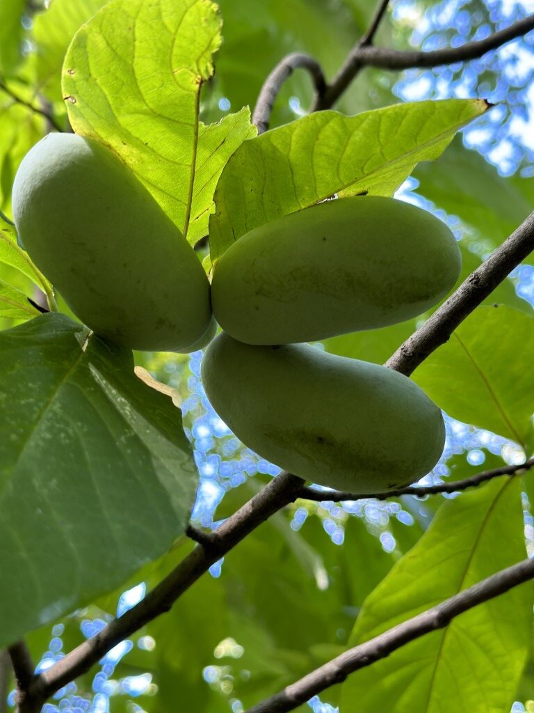 Picture Perfect Pawpaws - Spring Grove Nursery