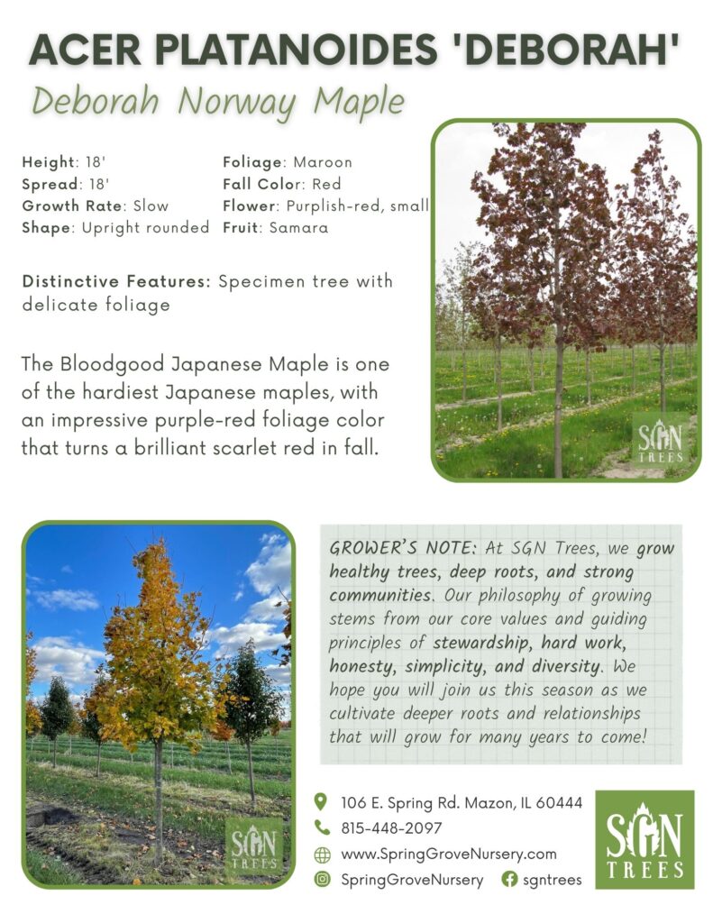 Acer platanoides 'Deborah' - Spring Grove Nursery