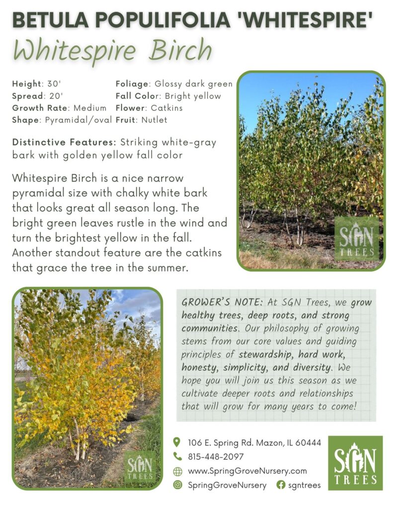 Betula populifolia 'Whitespire' - Spring Grove Nursery