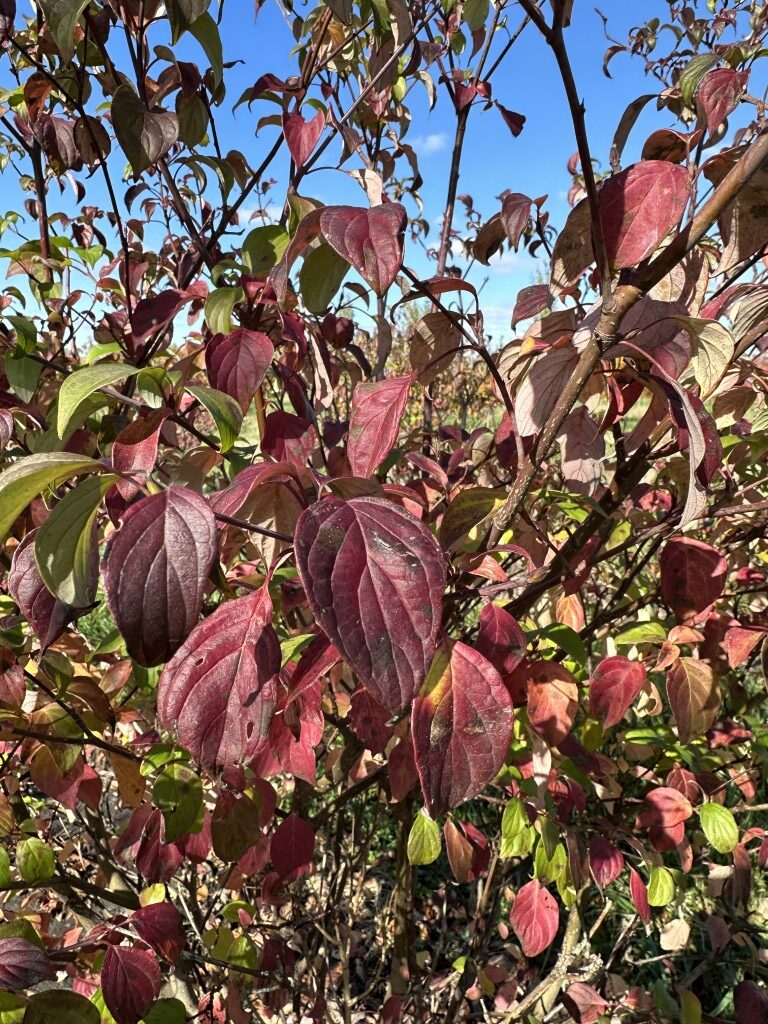 OAKtober Sunshine at SGN Trees - Spring Grove Nursery
