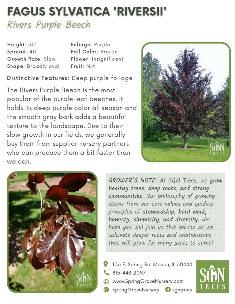 Fagus sylvatica 'Riversii' - Spring Grove Nursery