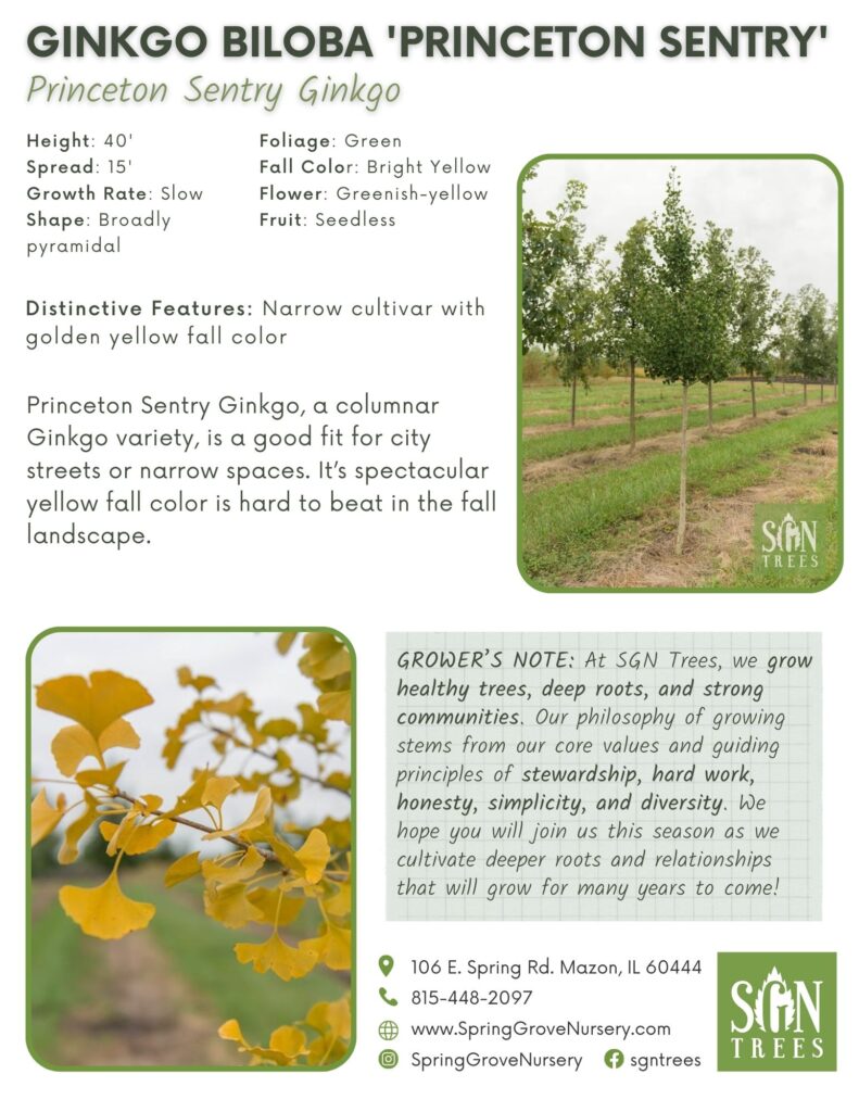 Ginkgo biloba 'Princeton Sentry' - Spring Grove Nursery